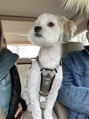 THE GREEN K9 - Updated January 2025 - 54 Photos & 24 Reviews - 3340 ...