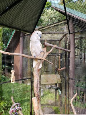 PANA’EWA RAINFOREST ZOO & GARDENS - 554 Photos & 164 Reviews - Zoos ...