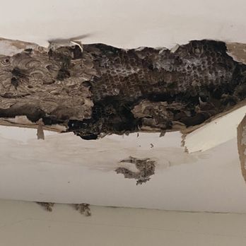 ARTERIX PEST CONTROL - Updated December 2025 - 36 Photos & 223 Reviews ...