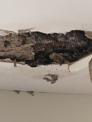 ARTERIX PEST CONTROL - Updated December 2025 - 36 Photos & 223 Reviews ...