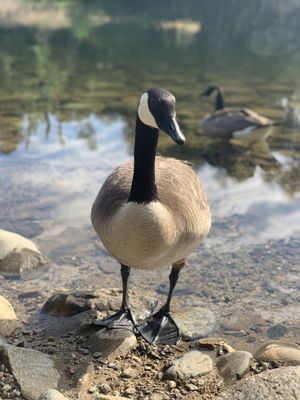 CAMP LOTUS - Updated July 2025 - 46 Photos & 78 Reviews - 5461 Bassi Rd ...