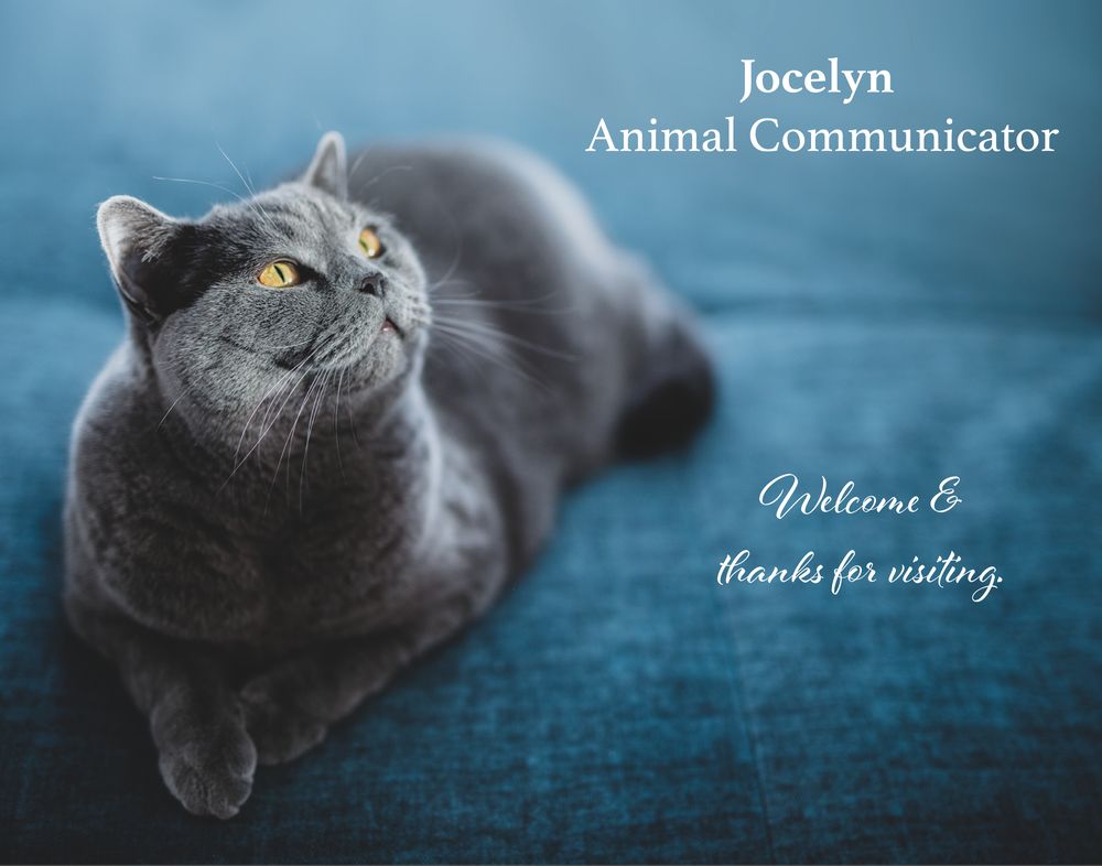 ANIMAL COMMUNICATOR - JOCELYN - Updated May 2025 - Aptos, California ...