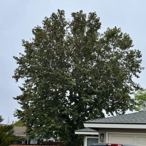 VISTA TREE SERVICE - Updated December 2025 - 30 Photos & 62 Reviews ...