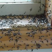 PERMATREAT PEST & TERMITE CONTROL - 23 Reviews - 501 Lafayette Blvd ...