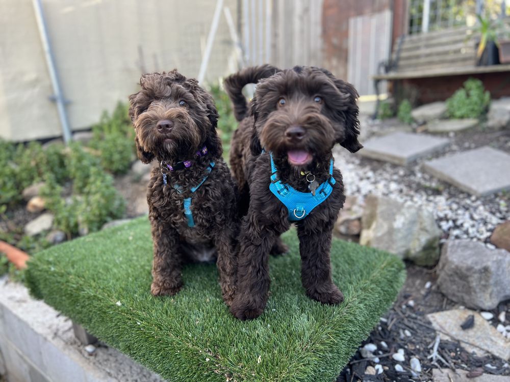 K9 LOUNGE - Updated December 2025 - 207 Photos & 27 Reviews - San ...