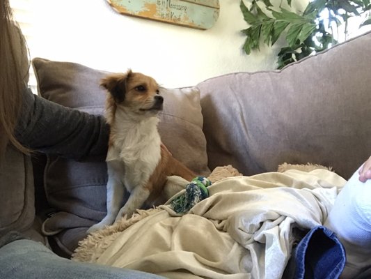 BAJA DOG RESCUE - 29 Photos & 38 Reviews - San Ysidro, California ...