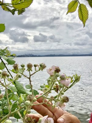 MADRONA PARK - 67 Photos & 29 Reviews - 853 Lake Washington Blvd ...