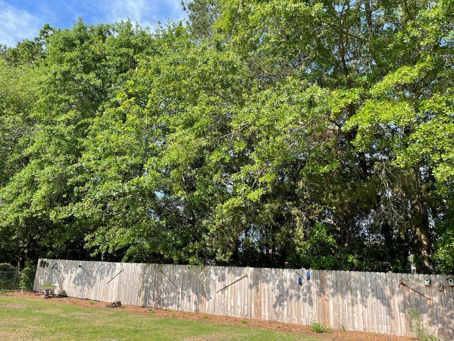 CAROLINA TREE EXPERTS - Updated June 2025 - 46 Photos - Hope Mills ...