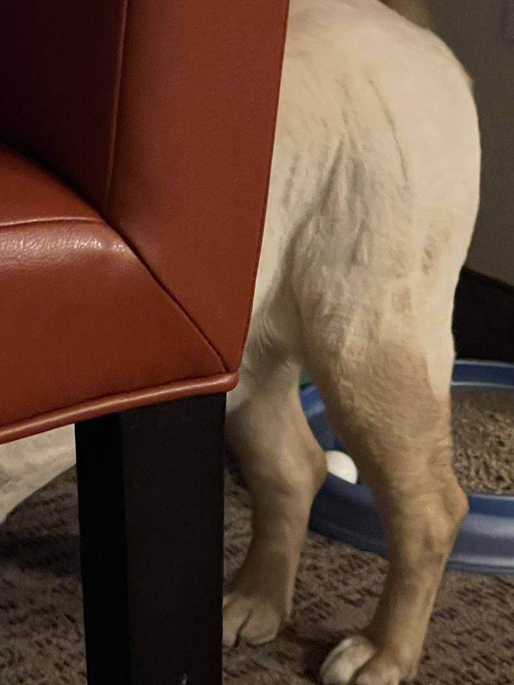 FAMILY PAW - Updated December 2024 - 141 Photos & 253 Reviews - 2550 E ...