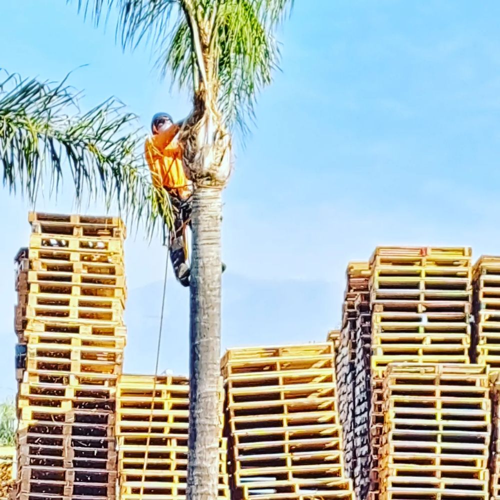 PEDRO’S LANDSCAPE - Updated January 2026 - 164 Photos & 25 Reviews ...