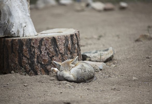 ANIMAL ARK - Updated May 2024 - 497 Photos & 146 Reviews - 1265 ...