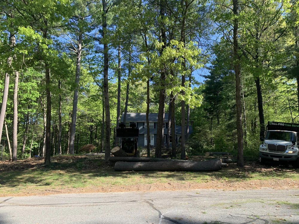 ALL PRO TREE SERVICE - Updated December 2025 - 22 Photos & 12 Reviews ...