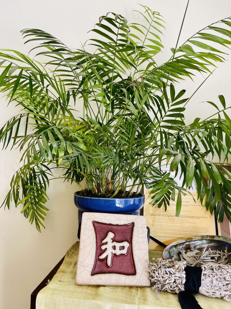 LUCIA OWENS KINESIOLOGY- JOINT & MUSCLE REPAIR - Updated April 2025 ...