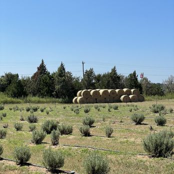 LULING LAVENDER FIELDS - Updated May 2024 - 108 Photos & 24 Reviews - 5 ...