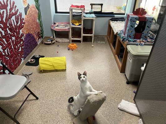 MOSTLY MUTTS ANIMAL RESCUE - Updated December 2024 - 19 Photos - 2774 ...