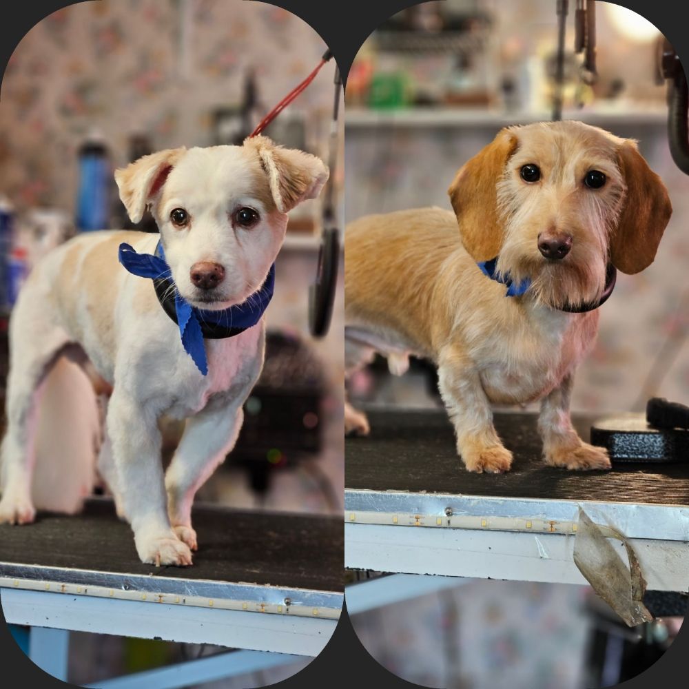 CONGETTA’S CRITTER CARE - Updated July 2024 - 33 Photos - Levittown ...