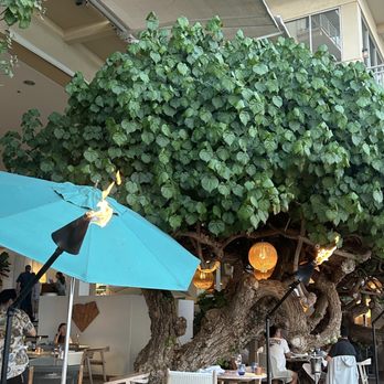 HAU TREE - Updated October 2024 - 2381 Photos & 751 Reviews - 2863 ...