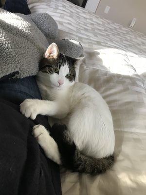 MSPCA ANGELL - 68 Photos & 621 Reviews - Veterinarians - 350 S ...