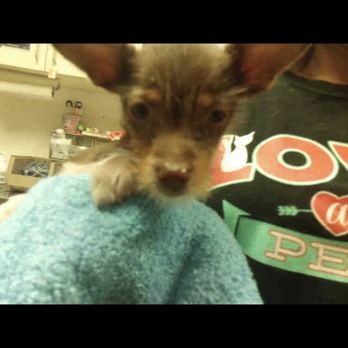 AUSTIN ANIMAL CENTER - Updated December 2024 - 169 Photos & 228 Reviews ...