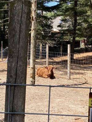 GARLYN ZOO - Updated April 2026 - 63 Photos & 35 Reviews - W9104 US Hwy ...
