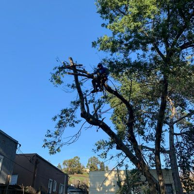 FIDEL’S TREE EXPERTS - Updated October 2025 - 185 Photos & 101 Reviews ...