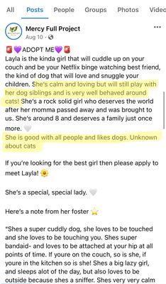 MERCY FULL PROJECT - 901 N Fremont Ave, Tampa, Florida - Pet Adoption ...