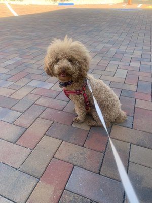 PENINSULA HUMANE SOCIETY & SPCA - Updated December 2025 - 83 Photos ...