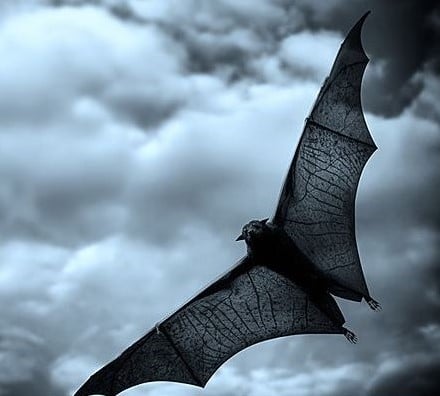 XPERTO EXTERMINATION - Updated May 2024 - Laval, Quebec, Canada - Pest ...