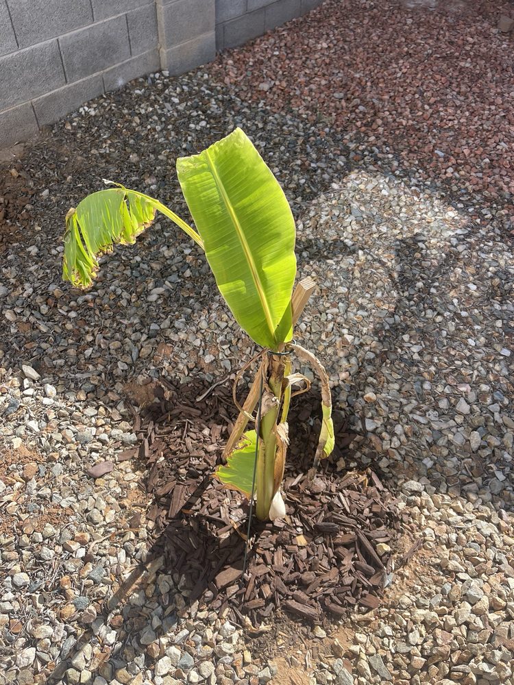 TROPICA MANGO RARE AND EXOTIC TROPICAL FRUIT TREE NURSERY - Updated ...