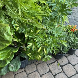 SPRINGDALE FARM MARKET - Updated September 2025 - 43 Photos & 47 ...