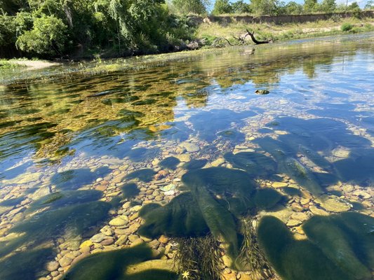 ROY G GUERRERO COLORADO RIVER PARK - Updated August 2024 - 44 Photos ...
