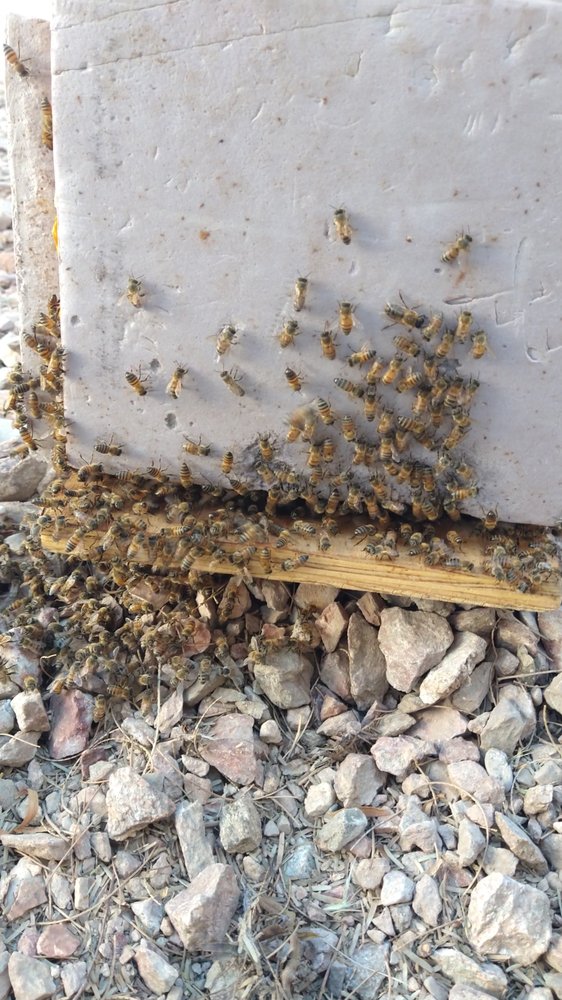 VEGAS BEES - 125 Photos - Las Vegas, Nevada - Pest Control - Phone ...