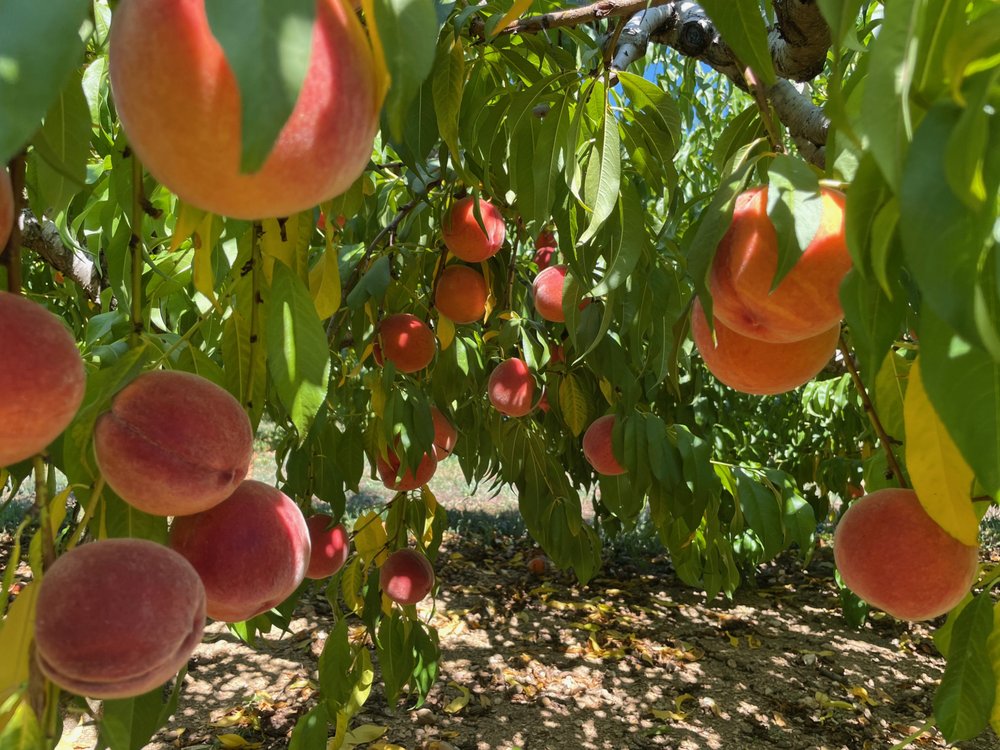 GOGLE FARMS - Updated October 2025 - 34 Photos - 5017 Mulberry St ...