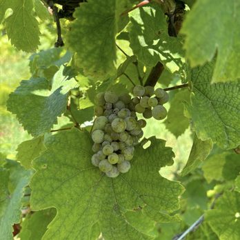 ROUND BARN WINERY & ESTATE - Updated December 2025 - 349 Photos & 337 ...