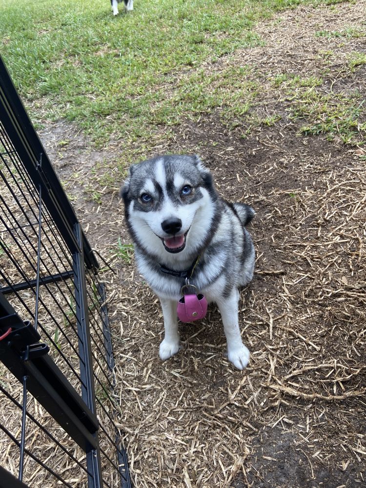 PET WHISPERER - Updated April 2025 - Request a Quote - 65 Photos ...