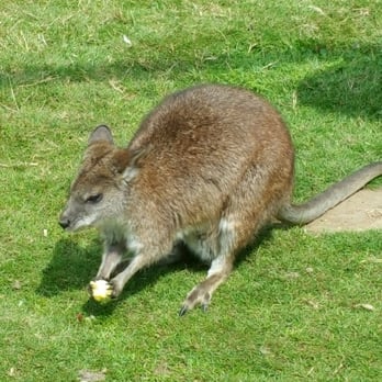 WINGHAM WILDLIFE PARK - Updated September 2024 - 27 Photos - Rusham ...