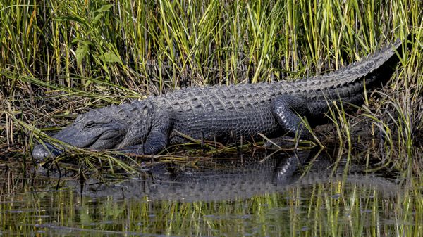 CAW CAW INTERPRETIVE CENTER COUNTY PARK - Updated May 2025 - 226 Photos ...