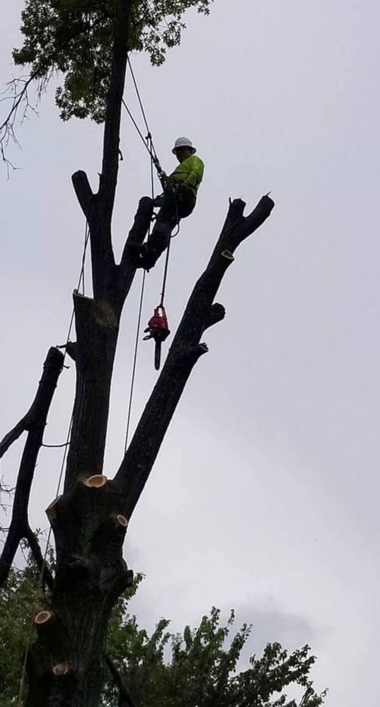 HERNANDEZ TREE SERVICE - Updated May 2025 - 19 Photos - Cincinnati ...