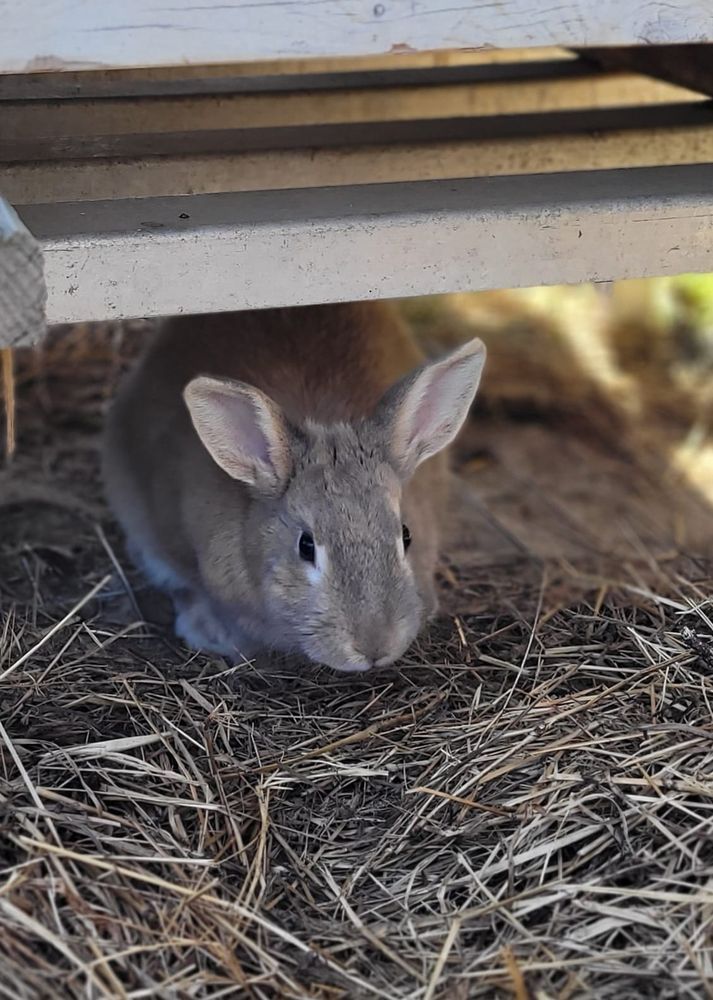 AGAPE FARM OF WATHA - Updated December 2025 - 29 Photos - 1247 Camp Kirkwood Rd, Willard, North ...