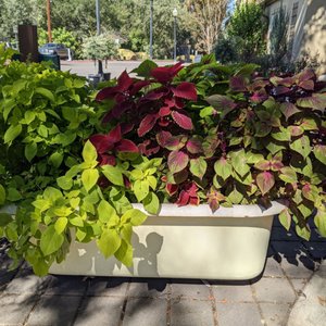 ALDEN LANE NURSERY - 308 Photos & 180 Reviews - Nurseries & Gardening ...