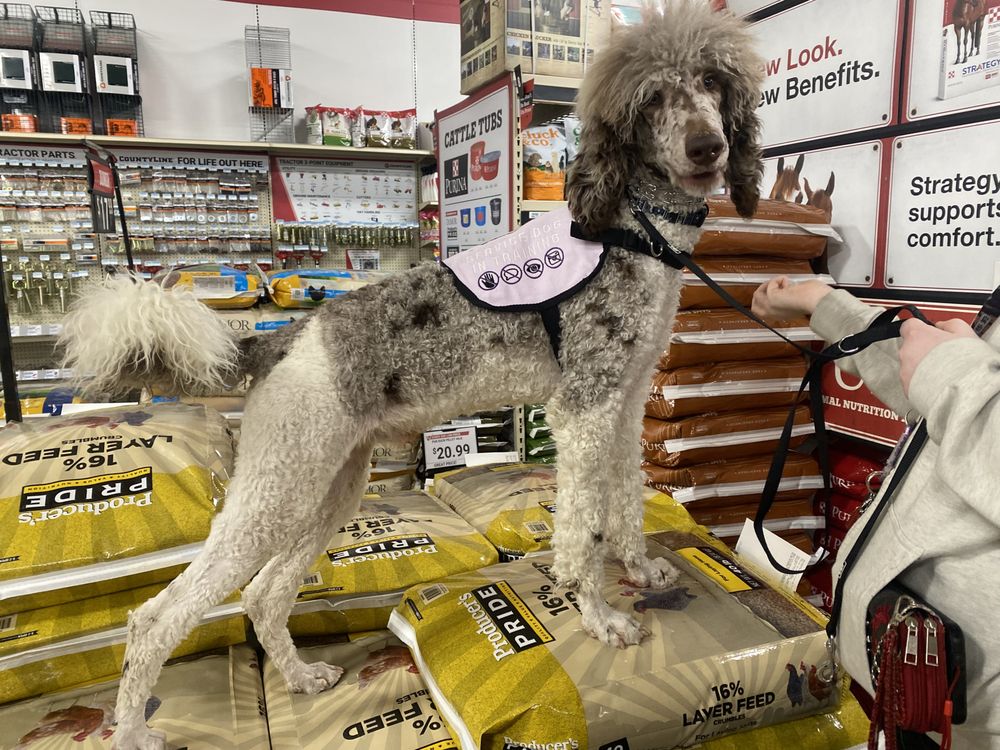 LEGACY DOG TRAINING - Updated January 2026 - Request Consultation - 12 ...