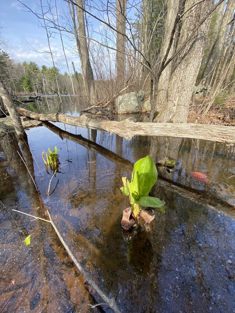 GEORGETOWN ROWLEY STATE FOREST - Updated August 2025 - 11 Photos - Rte ...