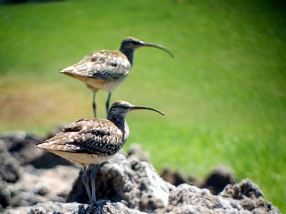 Hawaii Bird Guide, Waimea | Roadtrippers