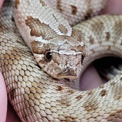 TAILS2SCALES PET SHOP - Updated December 2024 - 86 Photos & 68 Reviews ...