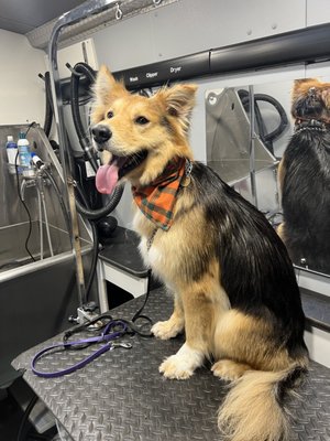 HYDRODOG MOBILE DOG GROOMING - Updated October 2025 - Request an ...