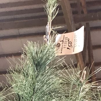 WILLIAMS TREE FARM - Updated October 2025 - 66 Photos & 26 Reviews ...