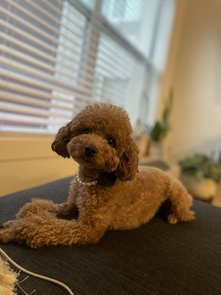 SPLASH PAWS - Updated June 2026 - 351 W Clay Ave, Roselle Park, New ...