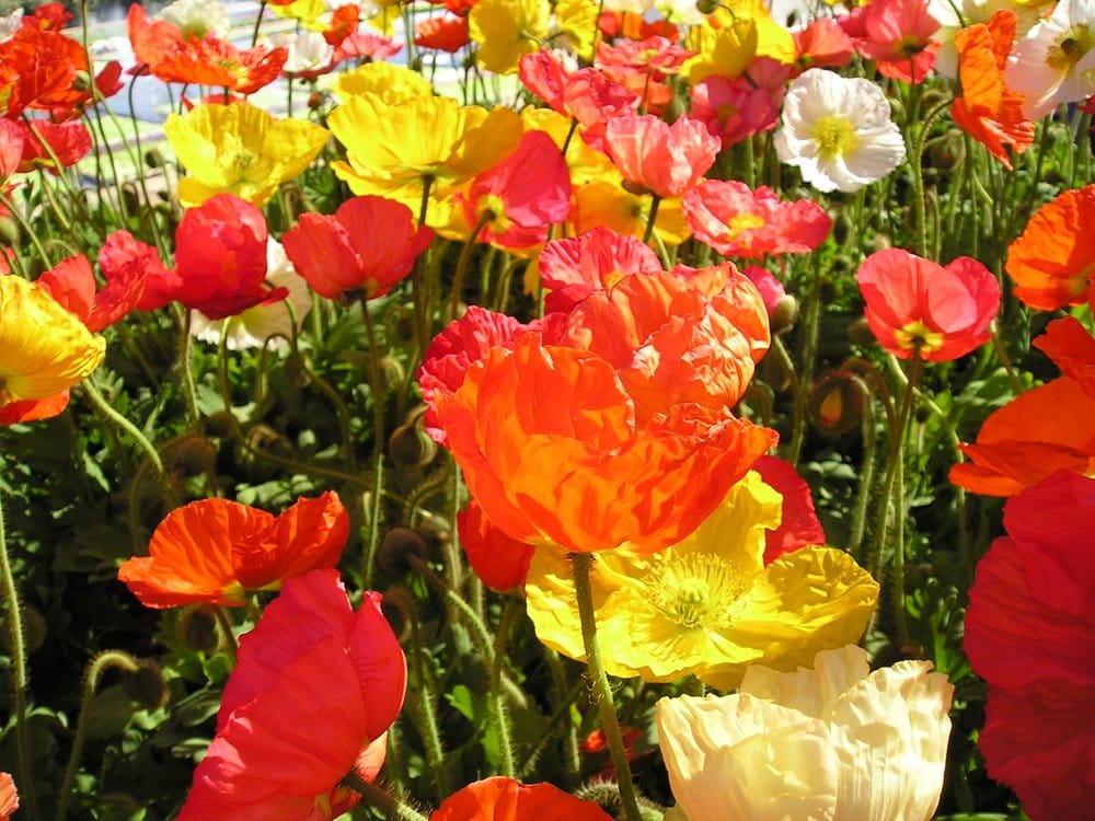 PREMIER COLOR NURSERY- WHOLESALE GROWER - Updated November 2025 - 1244 ...