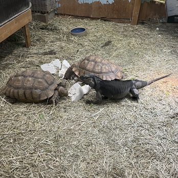 TWIN CITIES REPTILES - Updated December 2025 - 69 Photos & 53 Reviews ...