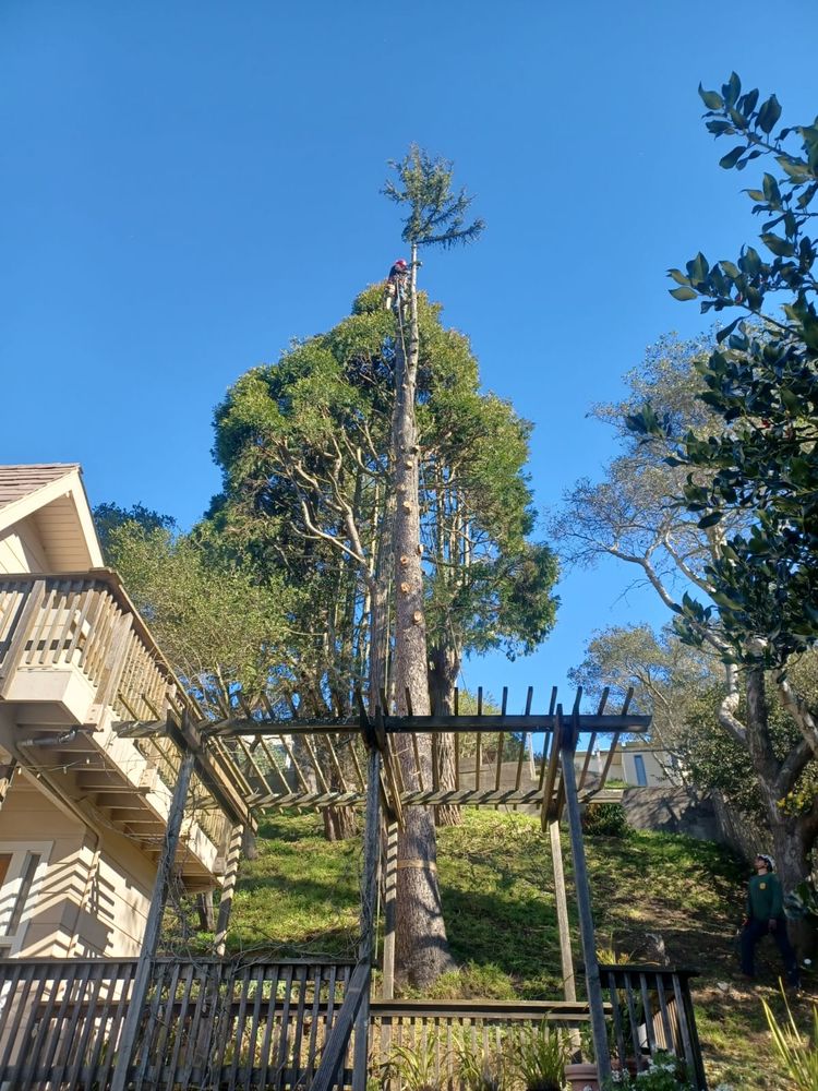 WILLY’S TREE SERVICE - Updated October 2025 - 309 Photos & 308 Reviews ...
